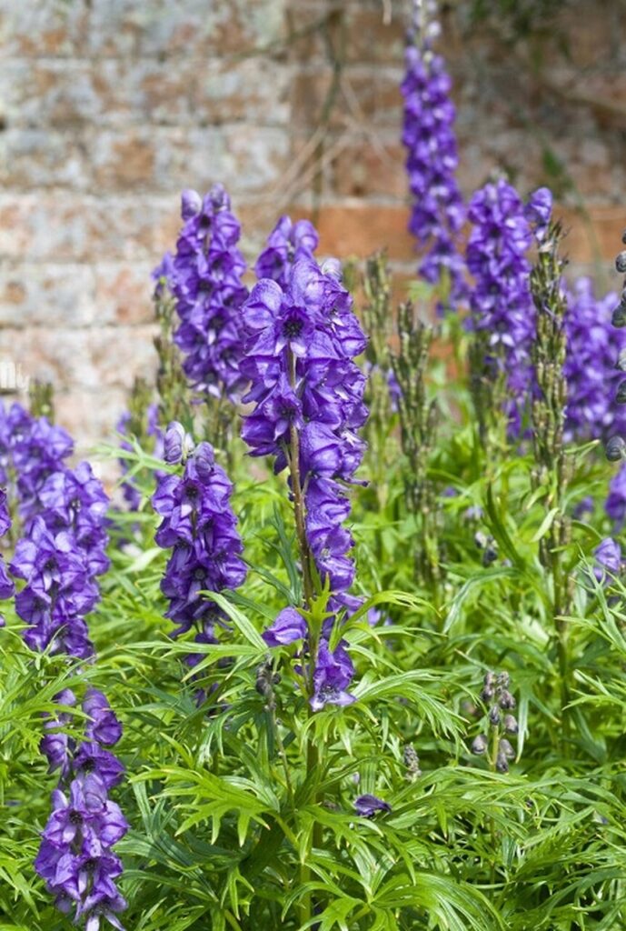 30 Stunning Rabbit Resistant Perennials for Worry-Free Gardens