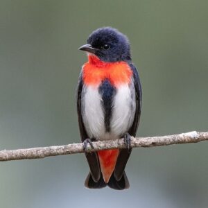 33 Stunning Birds with Red Chest That Brighten Any Garden