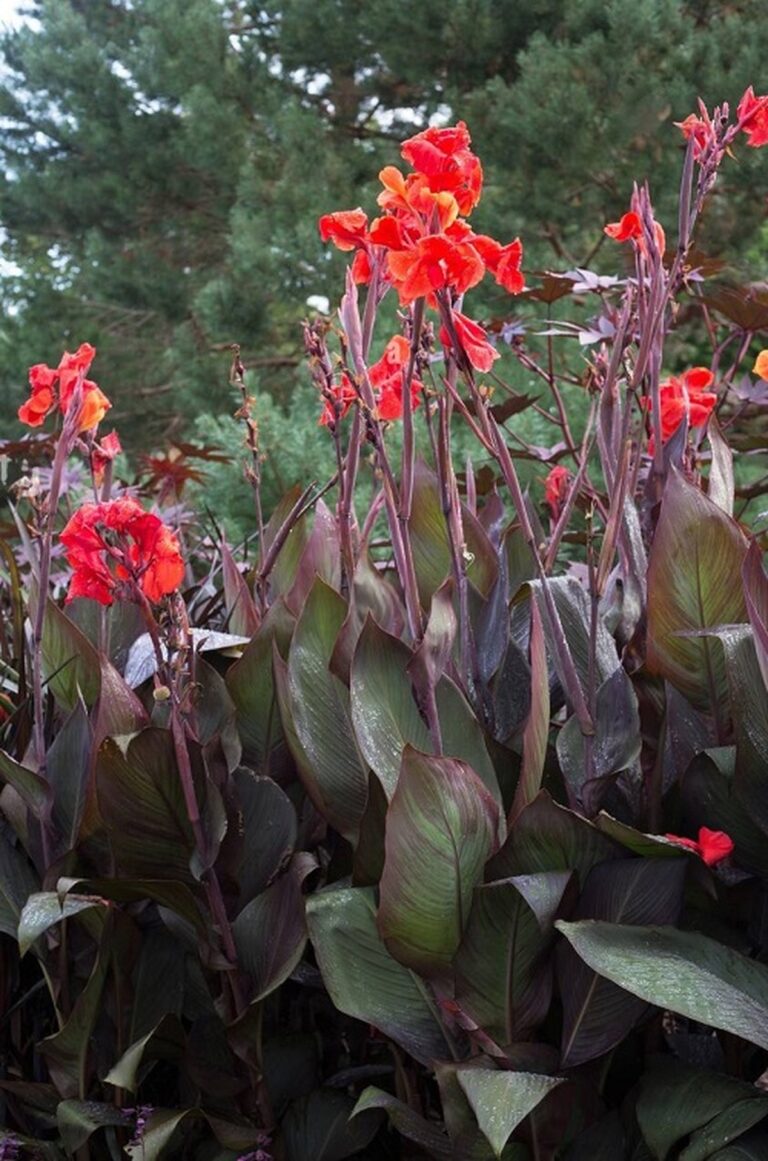 17 Stunning Tall Canna Lily Varieties - How Giant Can They Grow?