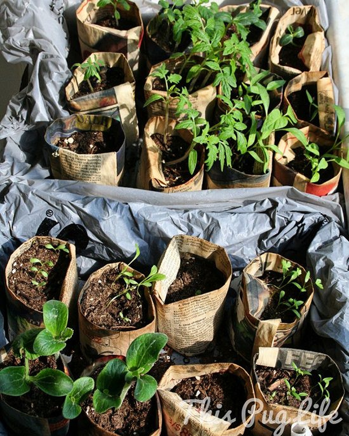 7 Simple DIY Newspaper Pots That Save Money & Reduce Shock