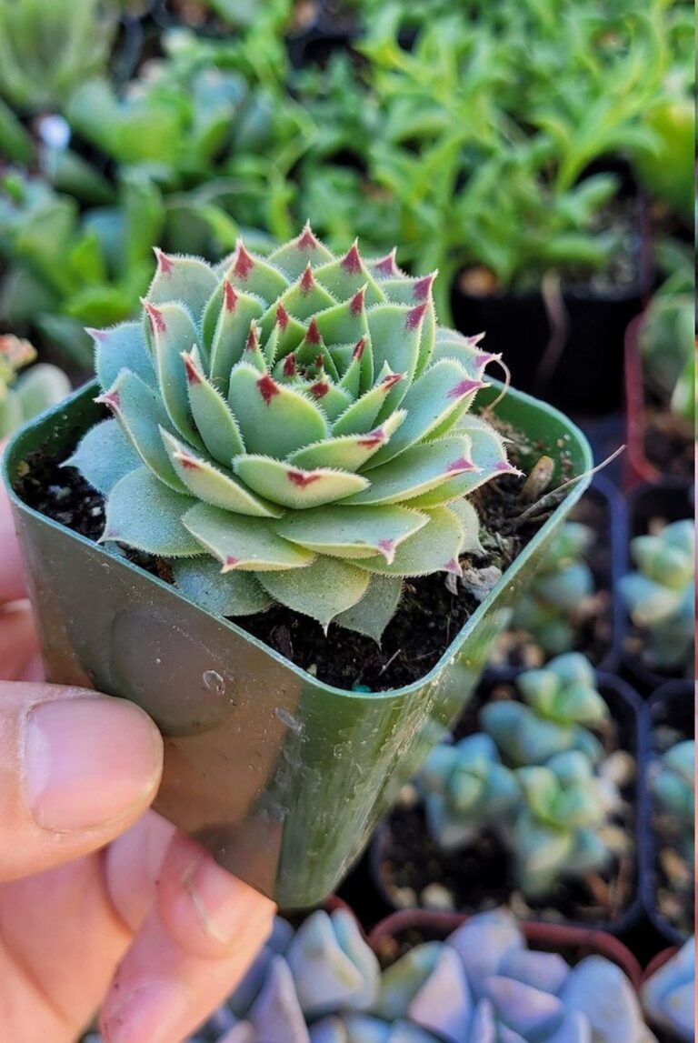 32 Amazing Types of Hens and Chicks Varieties to Discover