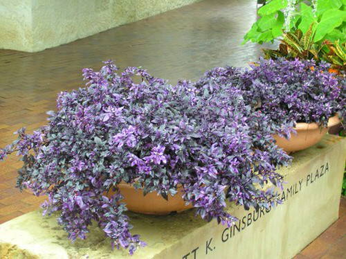 15 Stunning Ornamental Pepper Varieties: Can You Eat Them?