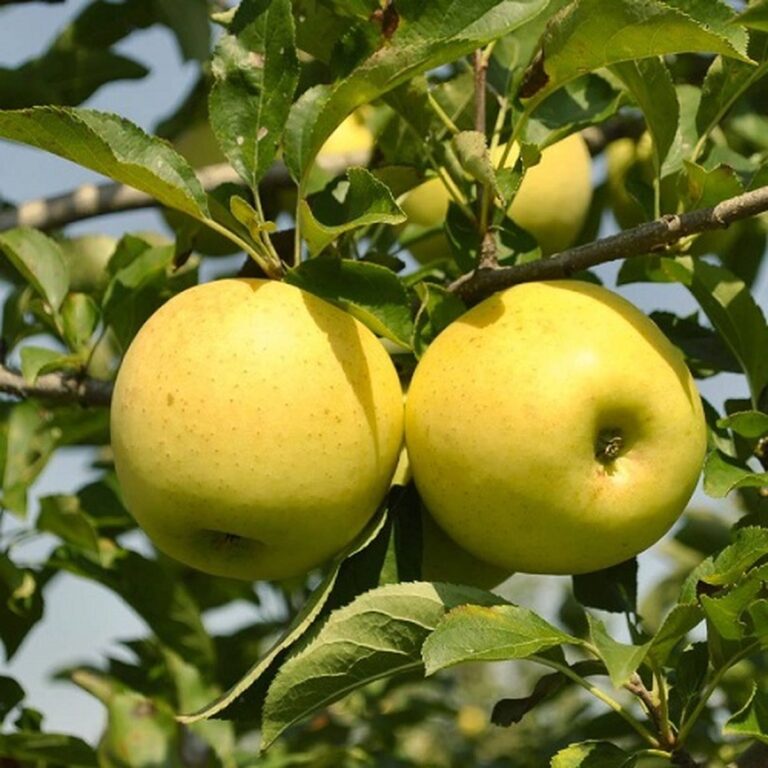 31 Delicious Green Apple Varieties to Taste This Season