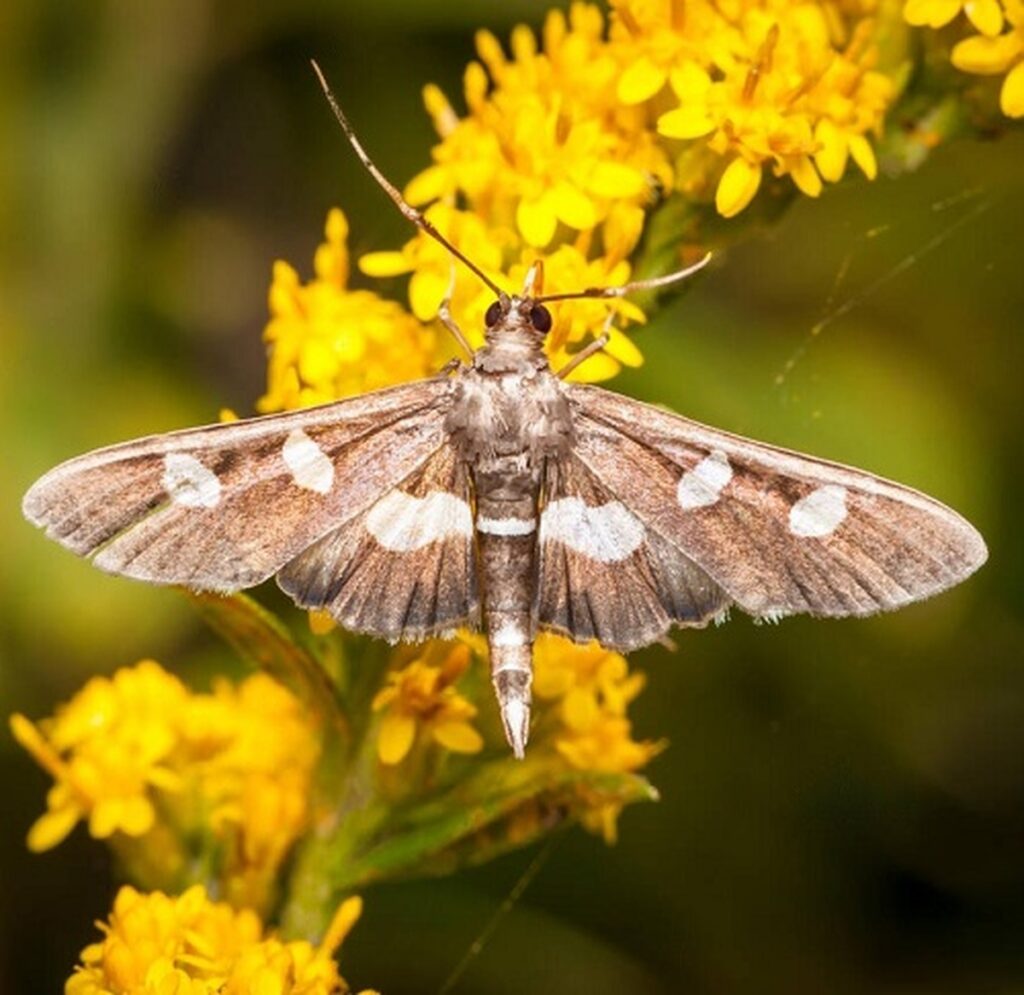 28 Adorable Moths That Are As Beautiful As Butterflies