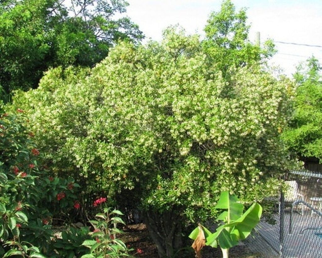 62 Stunning Native Florida Plants and Trees to Beautify Your Space