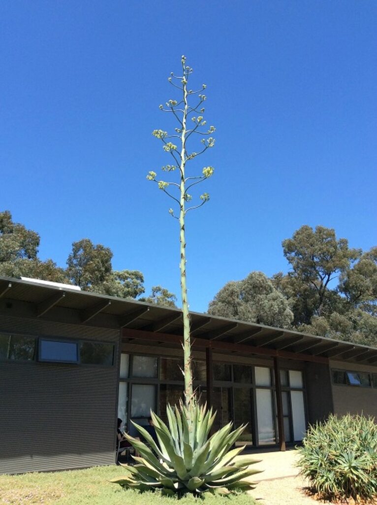 18 Beautiful Succulents With Long Stems - Stunning Trailing Varieties