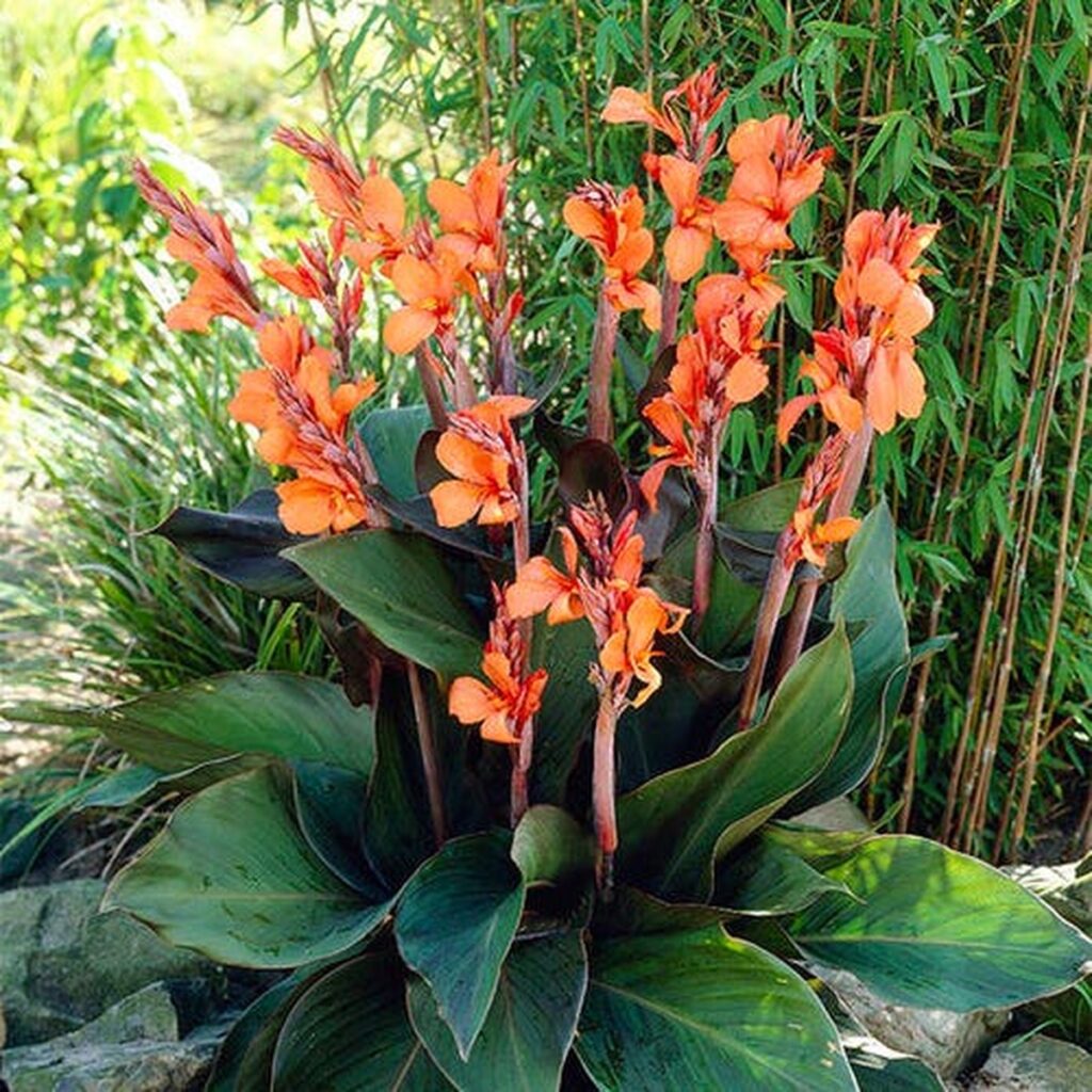30 Stunning Types of Canna Lily Varieties for Garden Paradise