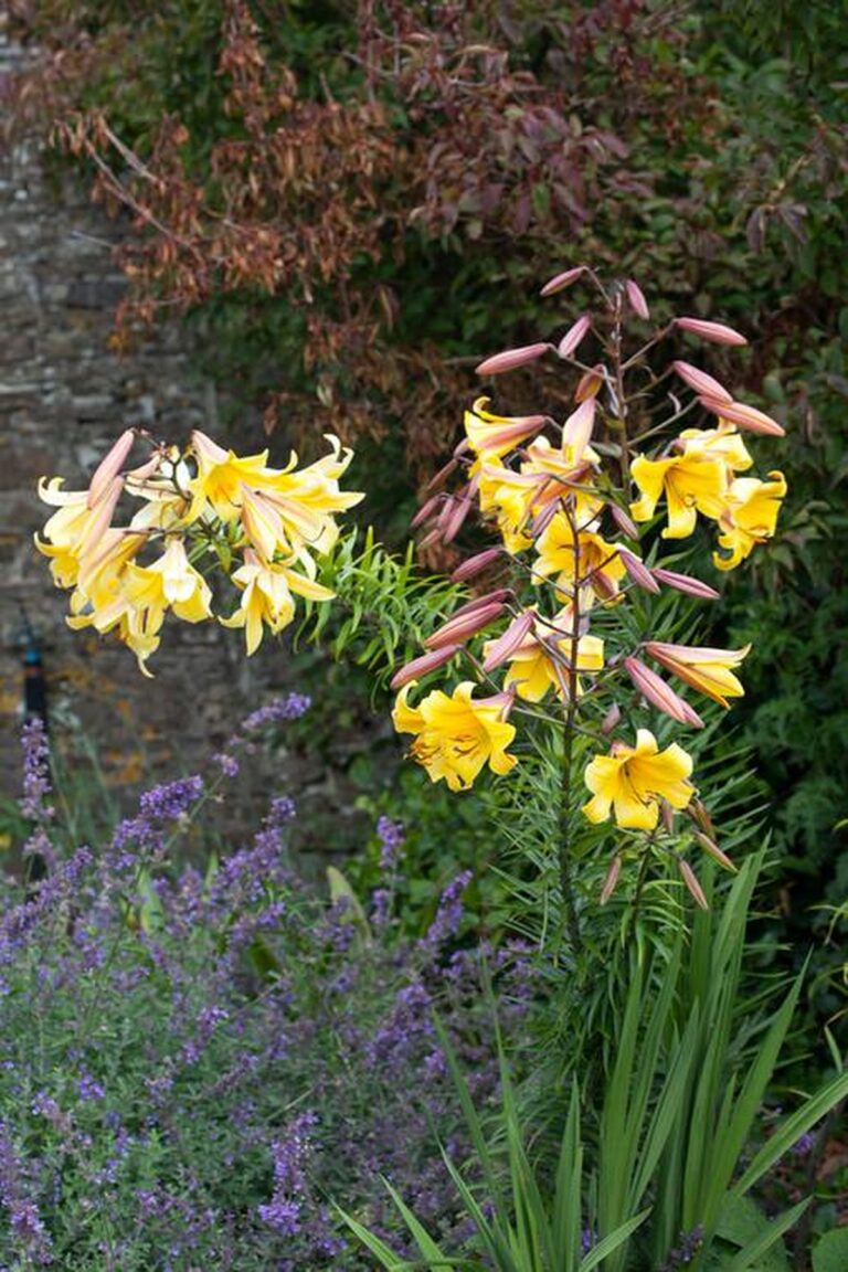 20 Enchanting Fragrant Lilies That Smell Heavenly