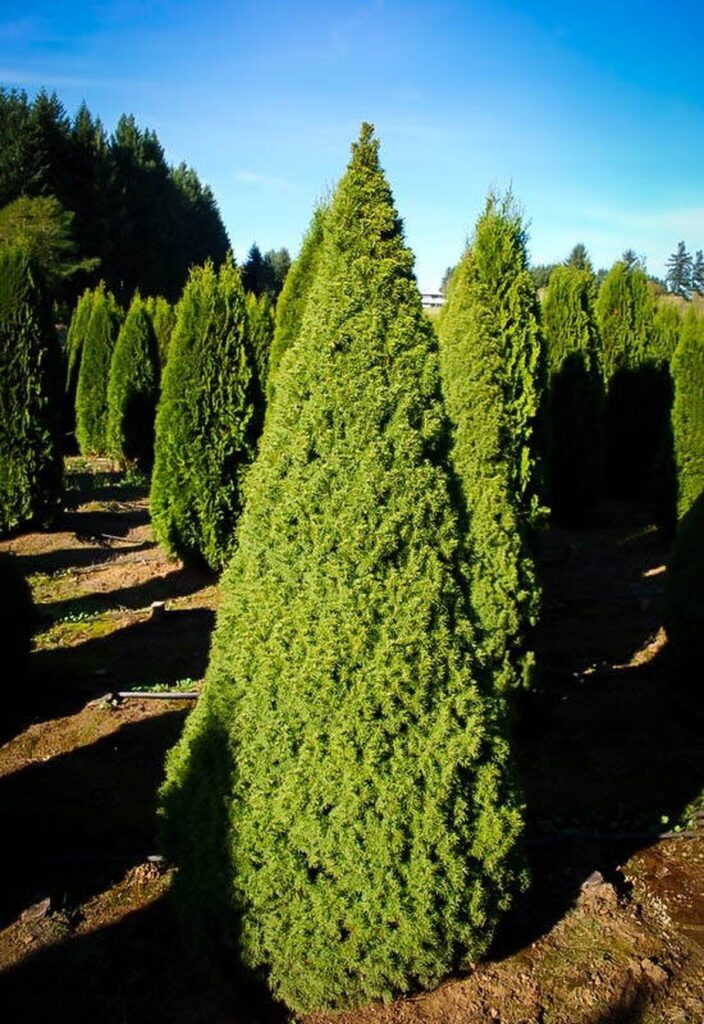13 Beautiful Types of Spruce Trees to Brighten Your Landscape