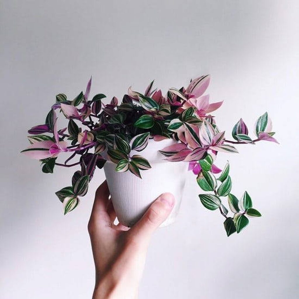 Stunning Varieties Of Wandering Jew Photos