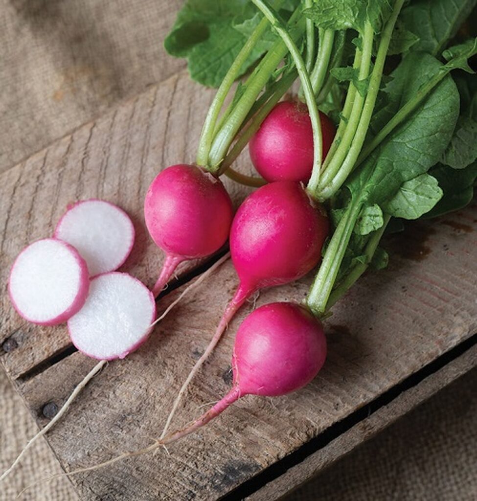 40 Exciting Radish Varieties Perfect for Your Container or Garden