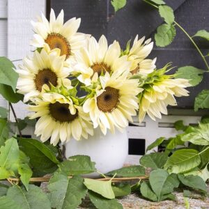 16 Beautiful White Flowers with Yellow Center to Brighten Your Garden