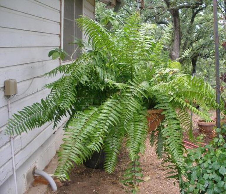 11 Gorgeous Drought Tolerant Ferns That Thrive in Dry Soil