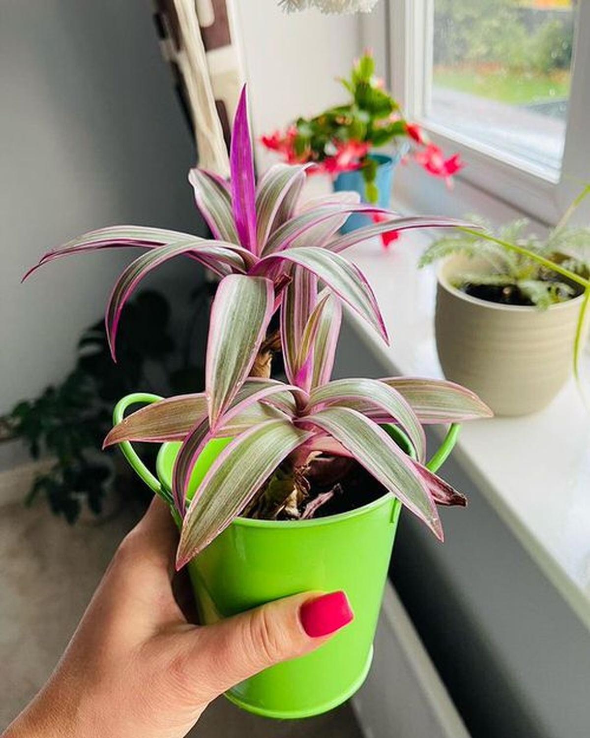 Stunning Varieties Of Wandering Jew Photos