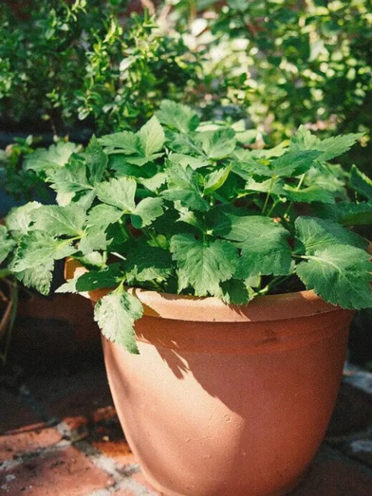 7 Amazing Parsley Varieties to Freshen Up Your Garden