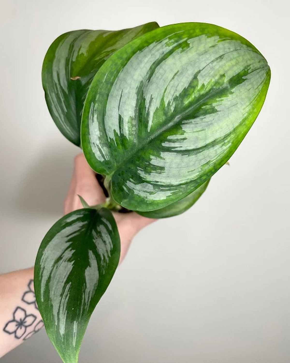 5 Gorgeous Scindapsus Treubii Varieties That Brighten Any Home