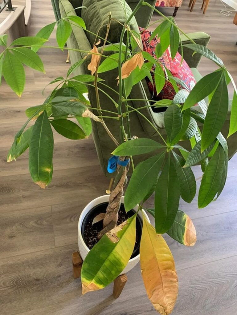 10 Shocking Reasons Your Money Tree Leaves Turning Yellow (And Easy Fixes)