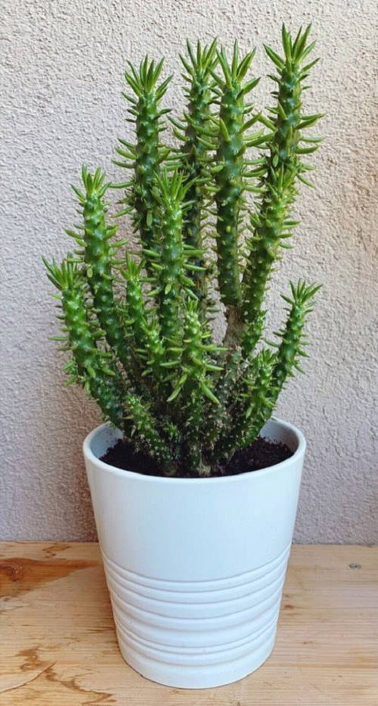 15 Best Large Cactus Plants To Grow Indoors / Stunning Tall Cacti