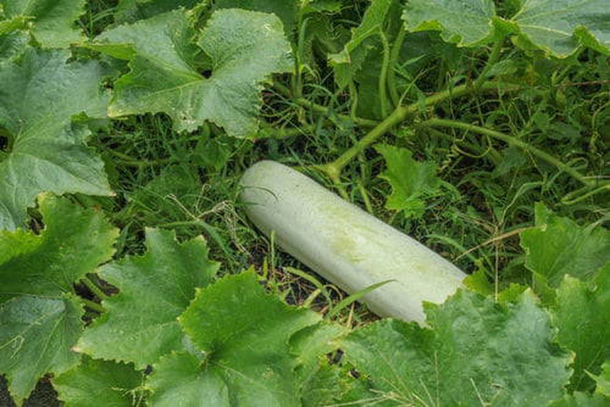 10 Delicious Types of Gourds that are Edible - Try Them Today!