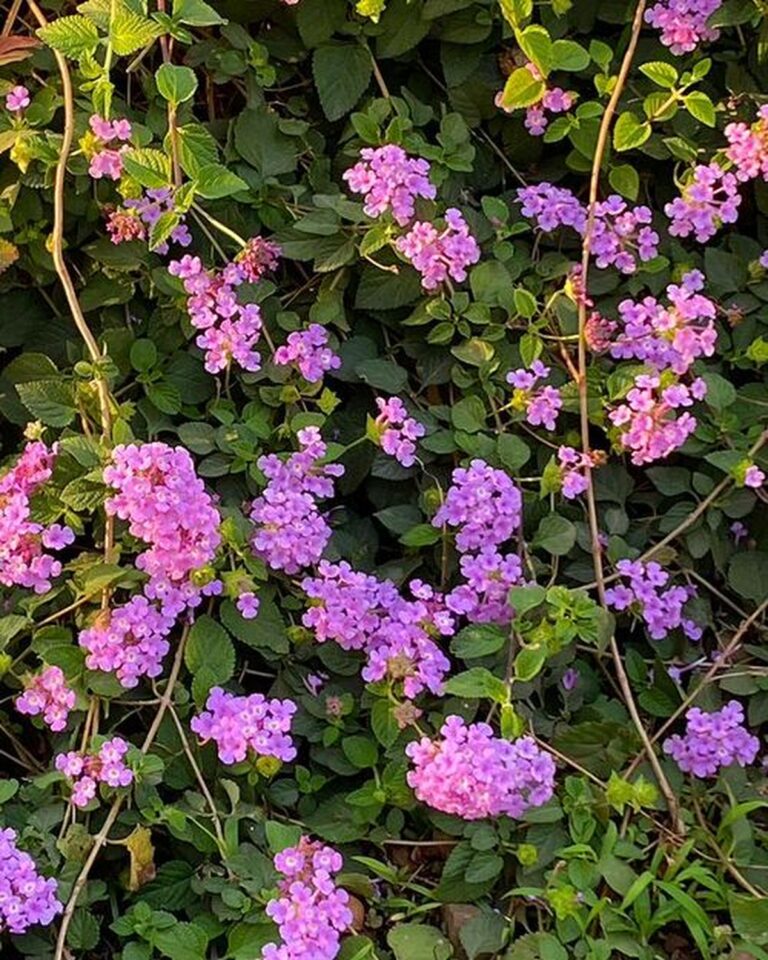 20 Vibrant Types of Lantanas Perfect for Your Garden