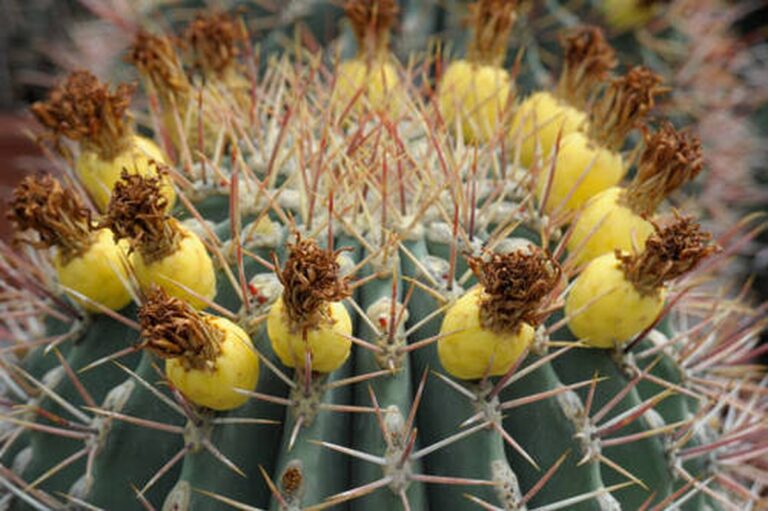 8 Delicious Exotic Fruits that Grow on Cactus Ready to Try