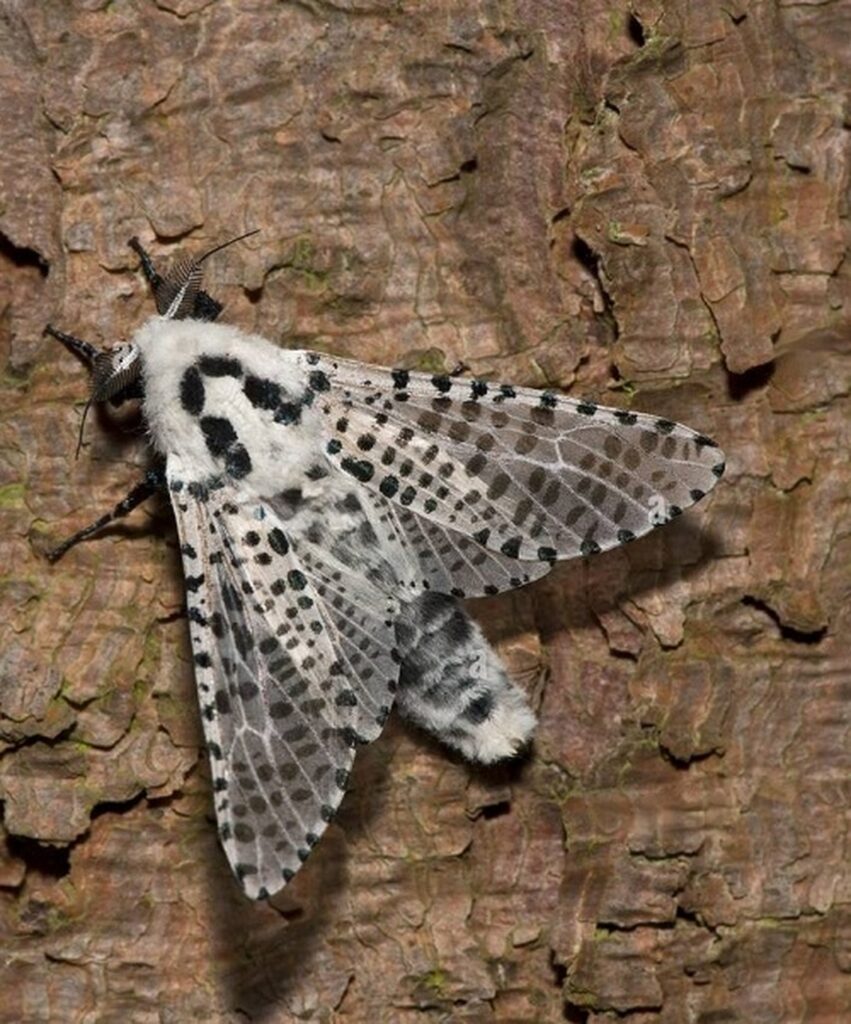 28 Adorable Moths That Are As Beautiful As Butterflies