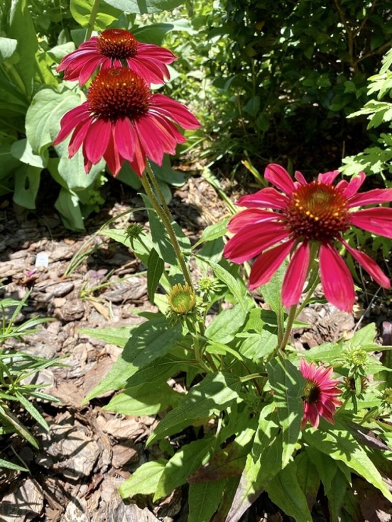 42 Types of Coneflower Varieties to Brighten Your Garden