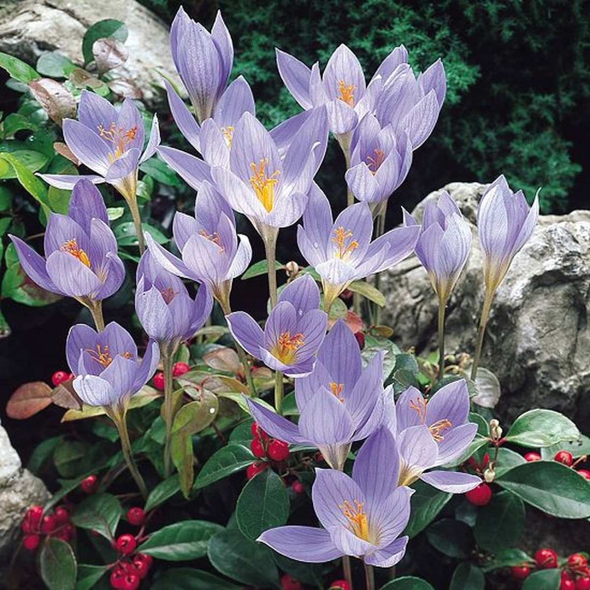 13 Beautiful Russian Flowers That Bloom Across The Land