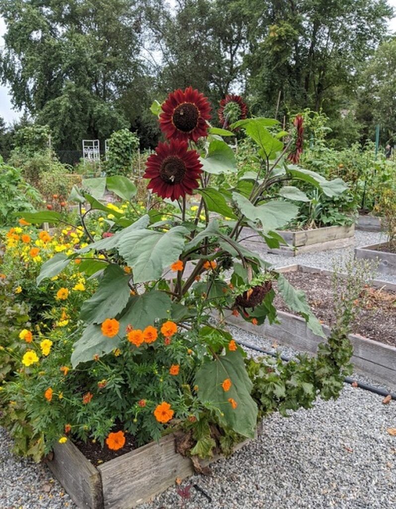 15 Popular Red Sunflower Varieties To Know