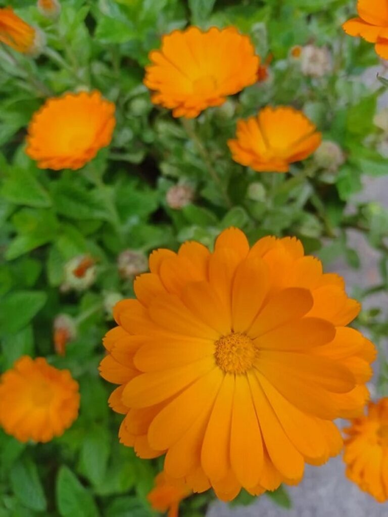 17 Stunning Plants that Bloom Instantly After Planting