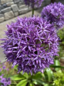 19 Amazing Flowers with 5 Petals That Brighten Any Garden