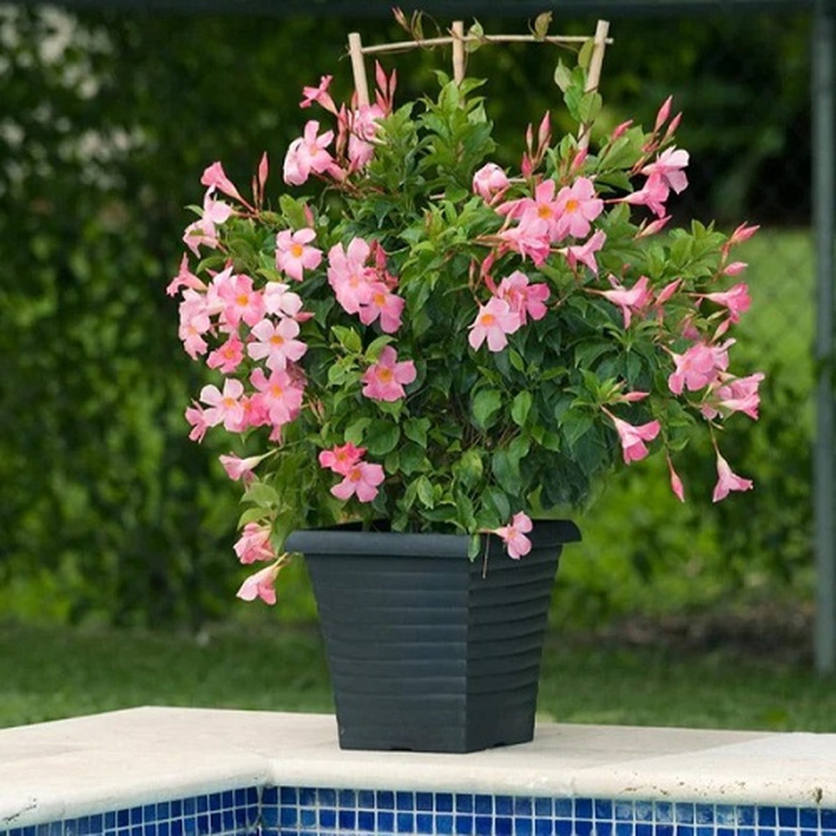 4 Breathtaking SpongeBob Flowers that Exist in Real Life