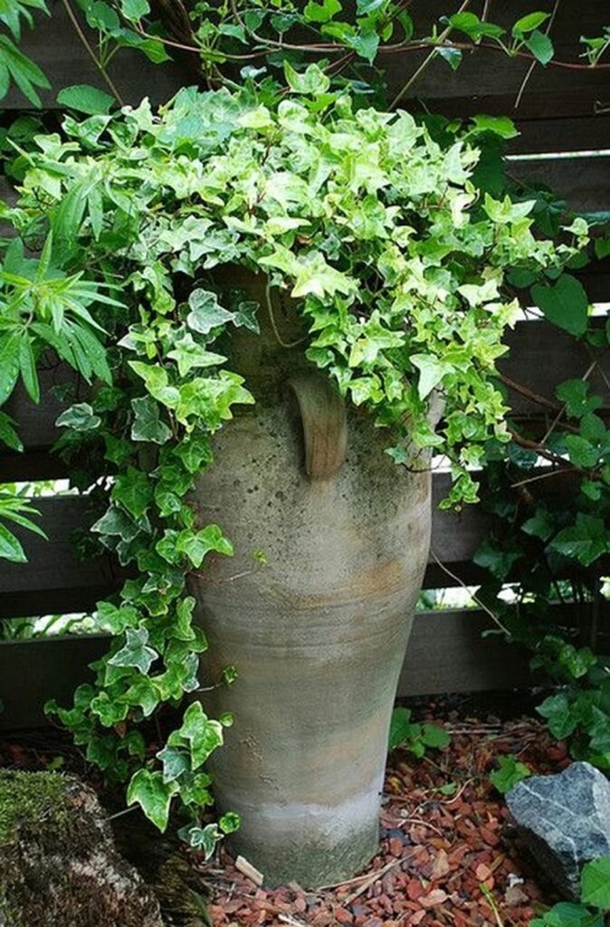 35 Gorgeous Vines for Containers Perfect for Your Garden Space