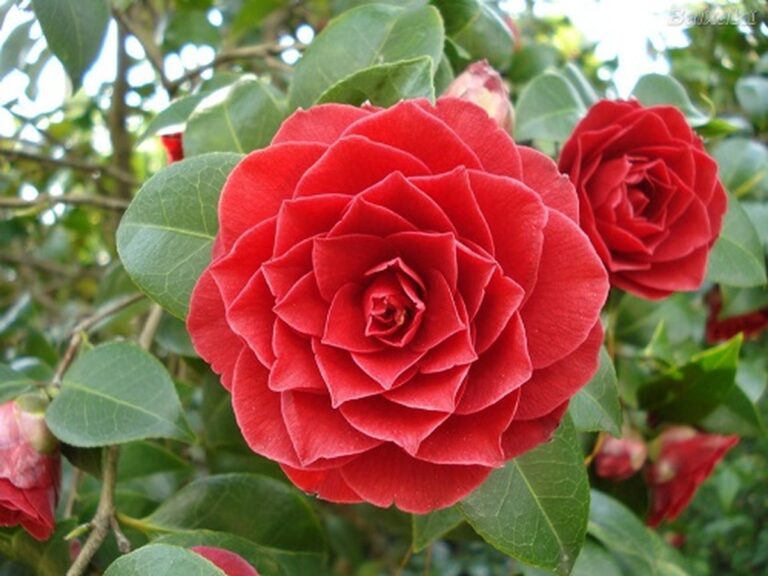 22 Breathtaking Rare and Most Endangered Flowers To Discover