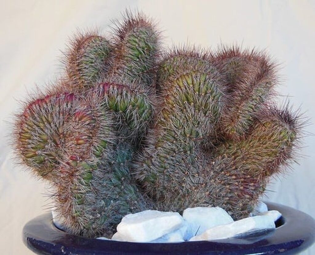28 Stunning Rare Cactus Plants to Transform Your Home Garden