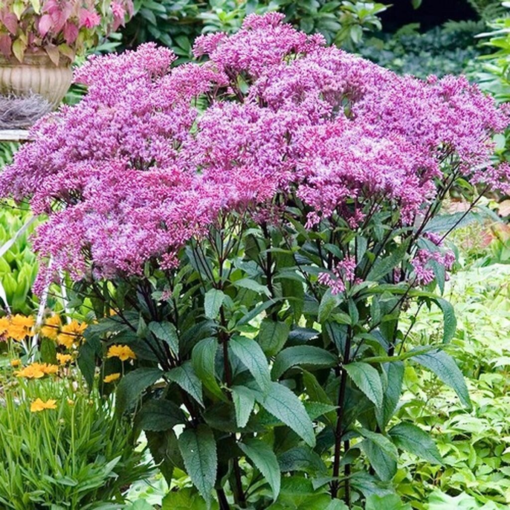 26 Gorgeous Illinois Native Plants for Your Dreamy Garden