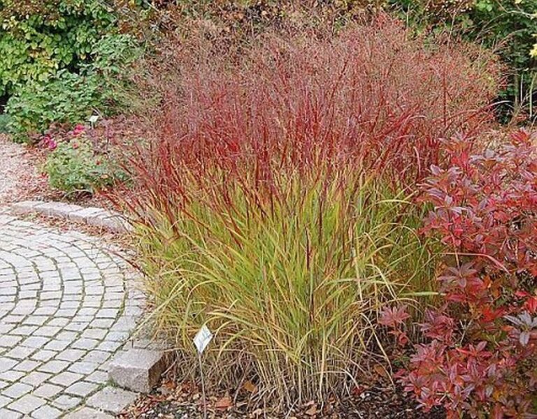 10 Gorgeous Red Ornamental Grasses to Brighten Your Garden