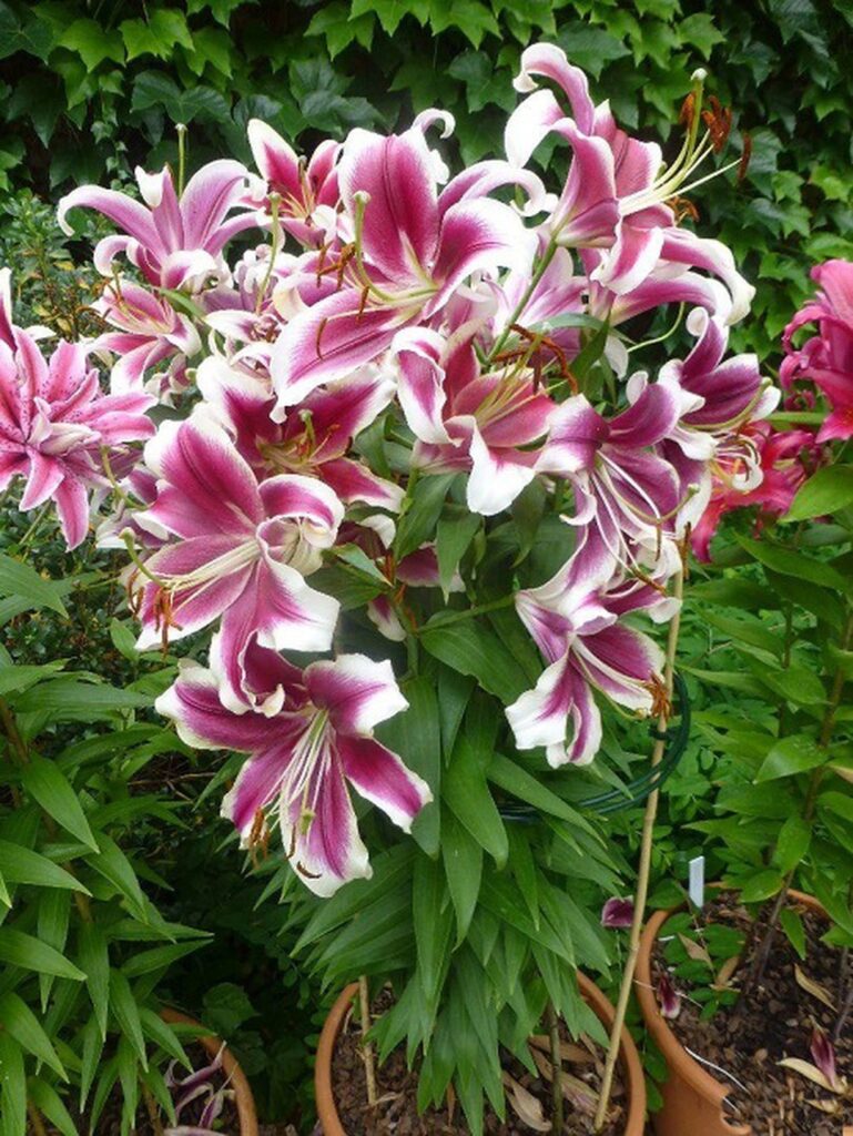 20 Stunning Pink Lily Varieties That Brighten Any Garden