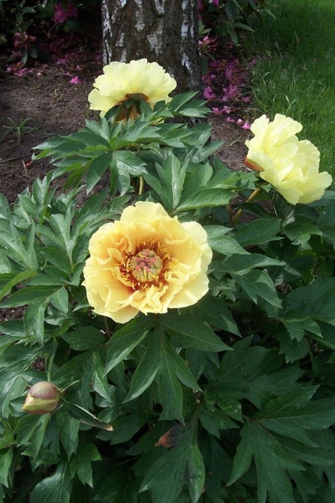 26 Stunning Gold Flowers That Add Luxury To Any Garden