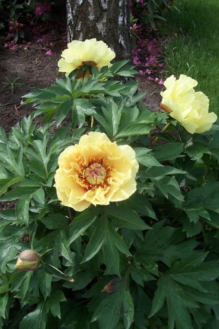 26 Stunning Gold Flowers That Add Luxury To Any Garden