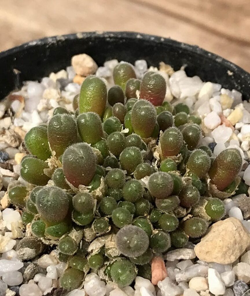 94 Perfect Types of Conophytum Varieties for Plant Lovers