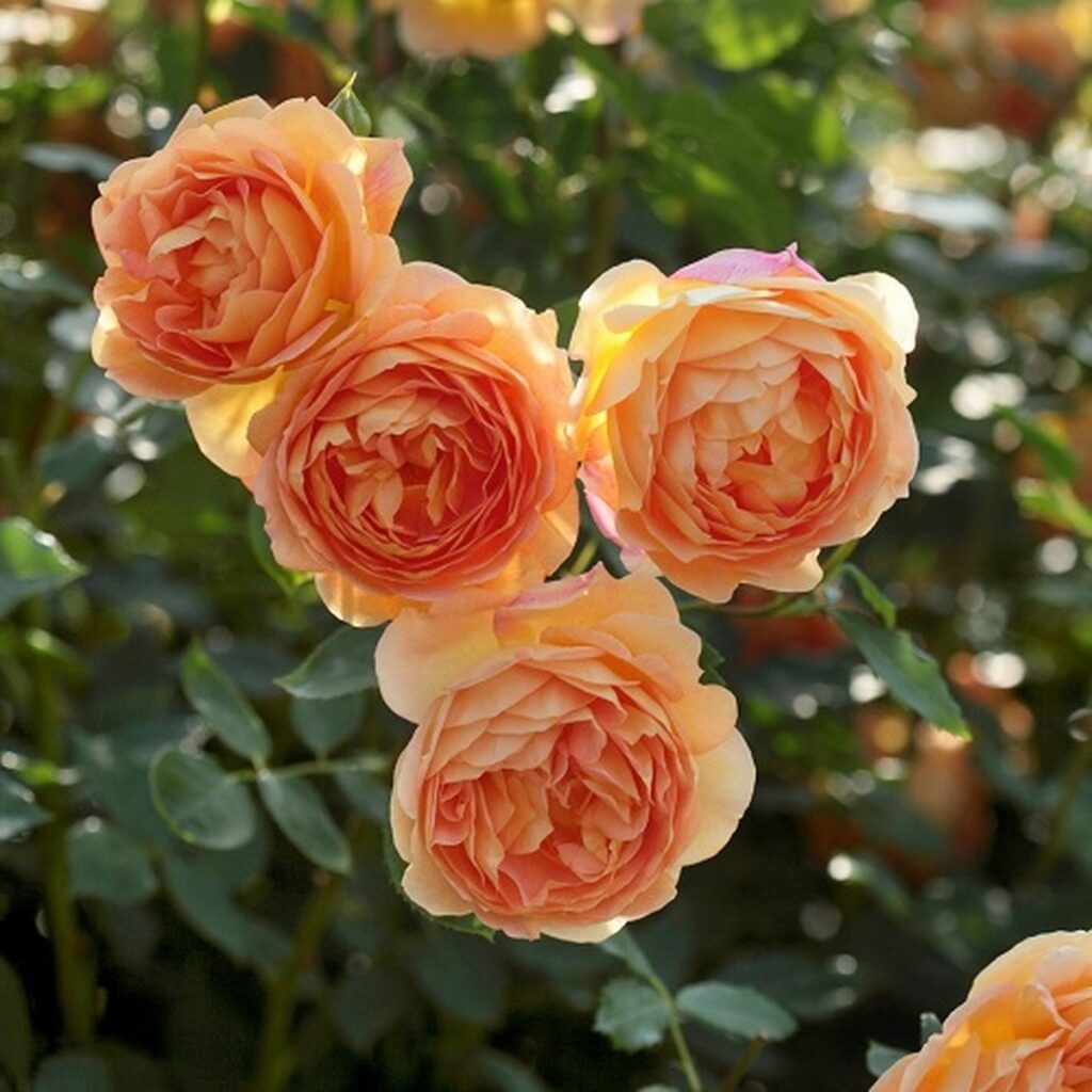 15 Beautiful Beige Flowers That Brighten Any Garden