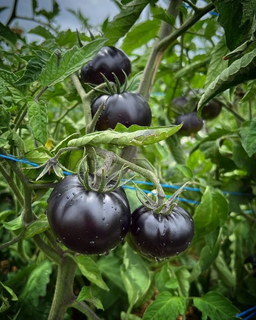 21 Stunning Black Vegetables to Grow in Your Garden
