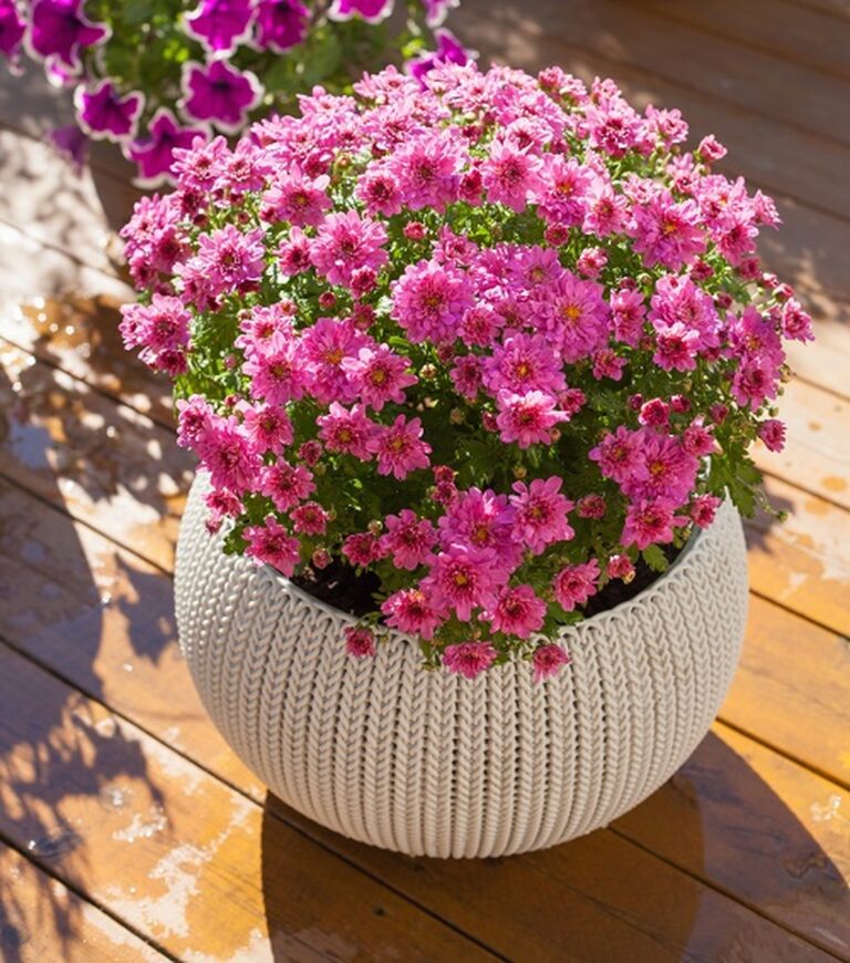 17 Breathtaking Hot Pink Flowers That Brighten Any Garden