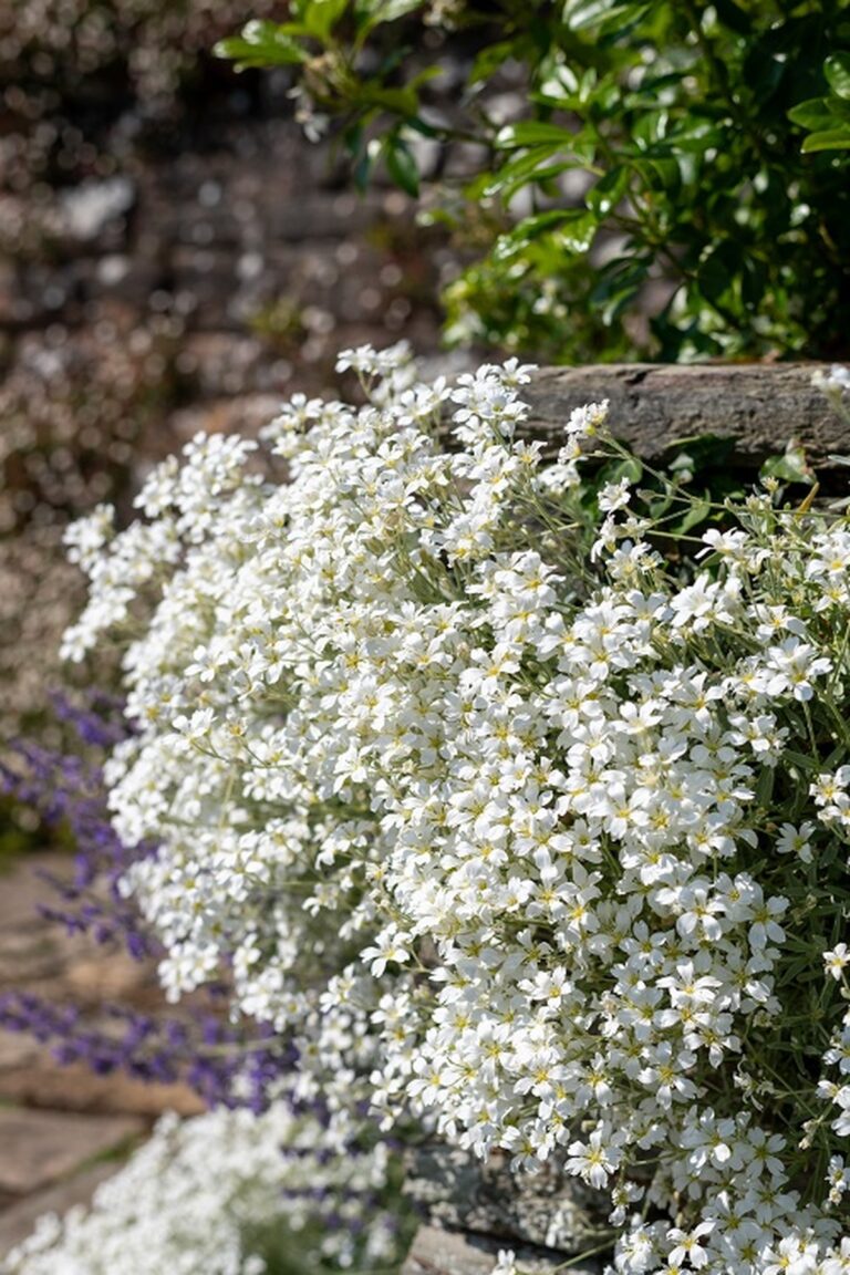 31 Amazing Small Flowers That Will Brighten Your Garden