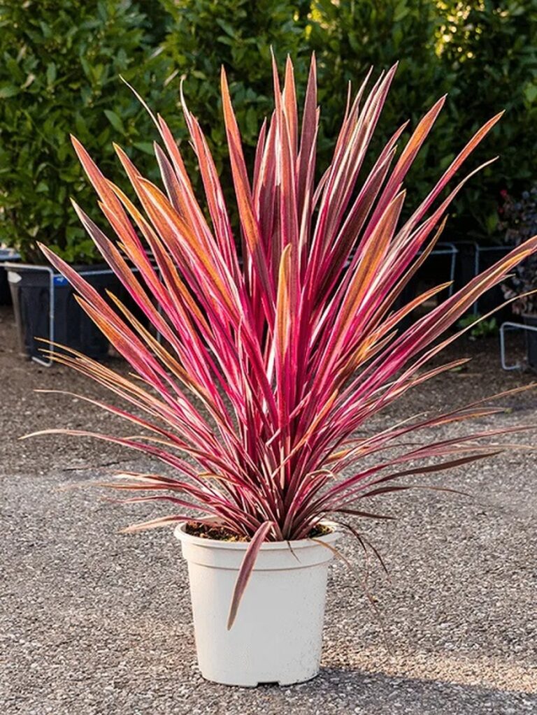 22 Stunning Plants with Sword Shaped Leaves to Freshen Your Space