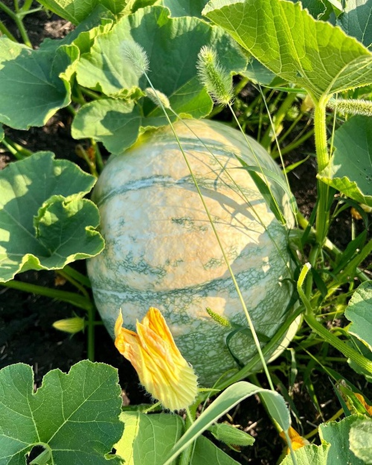 11 Amazing Green Pumpkin Varieties for Your Gorgeous Garden