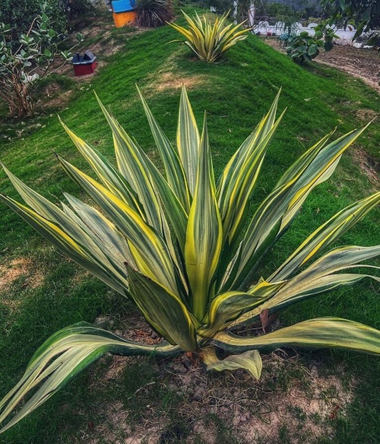 21 Gorgeous Spiky Plants That Will Transform Your Garden