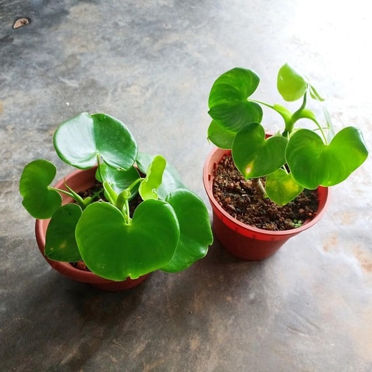 16 Stunning Types of Philodendron That Will Brighten Your Home