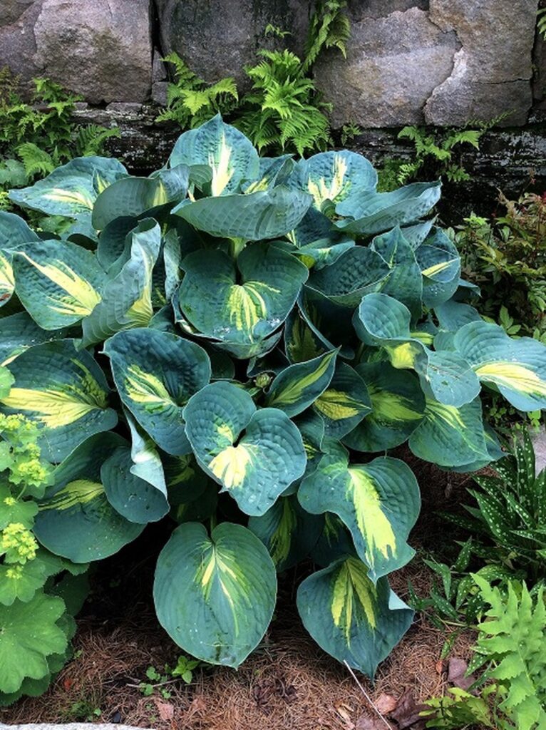 25 Stunning Purple Hostas To Brighten Your Garden Space